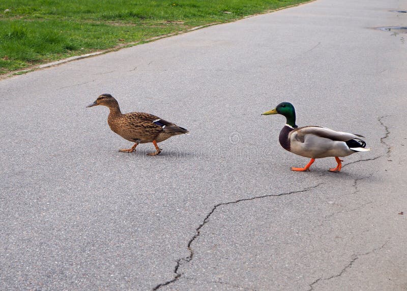 Duck Crossing stock photo. Image of preserve, duckling - 240302