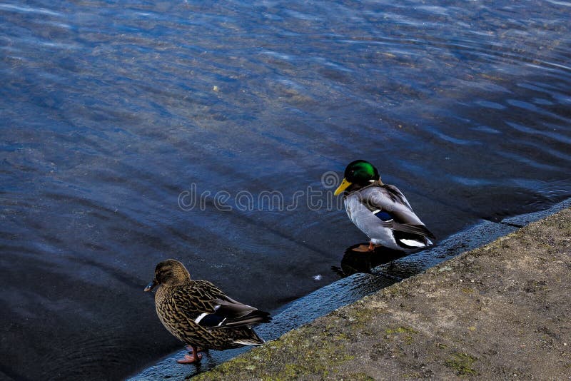 Two ducks take a break stock photo. Image of elegance - 109764046
