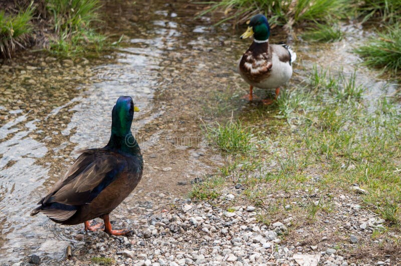 Two ducks stock image. Image of river, alps, cold, ducks - 94203929