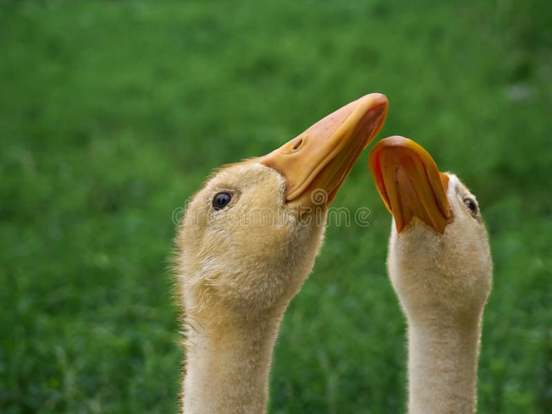 Two ducks on the farm. stock photo. Image of duckling - 167503230