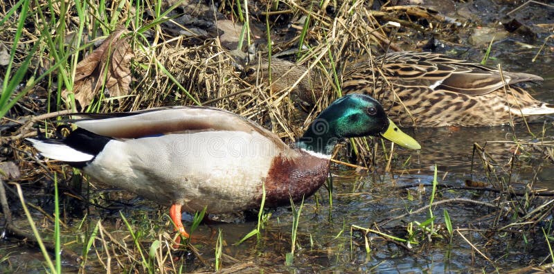 Two ducks in the marsh stock image. Image of pool, lake - 31307747