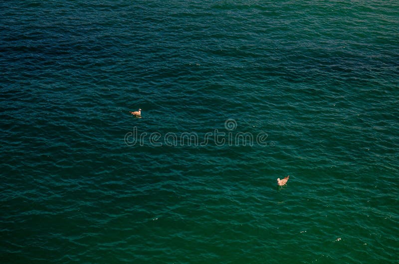 Two Ducks Float in Water Next To an Airplane Stock Image - Image of ...