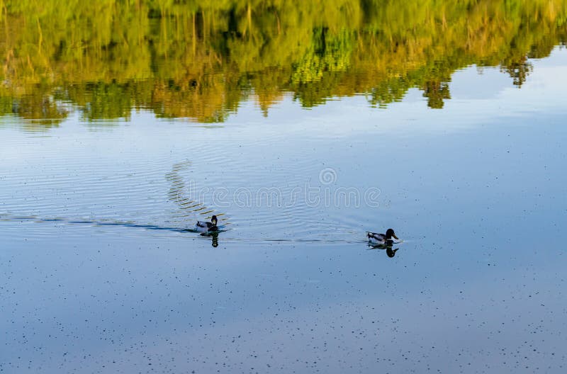 Two Ducks Floating through Reflection of Sunlit Trees Stock Photo ...
