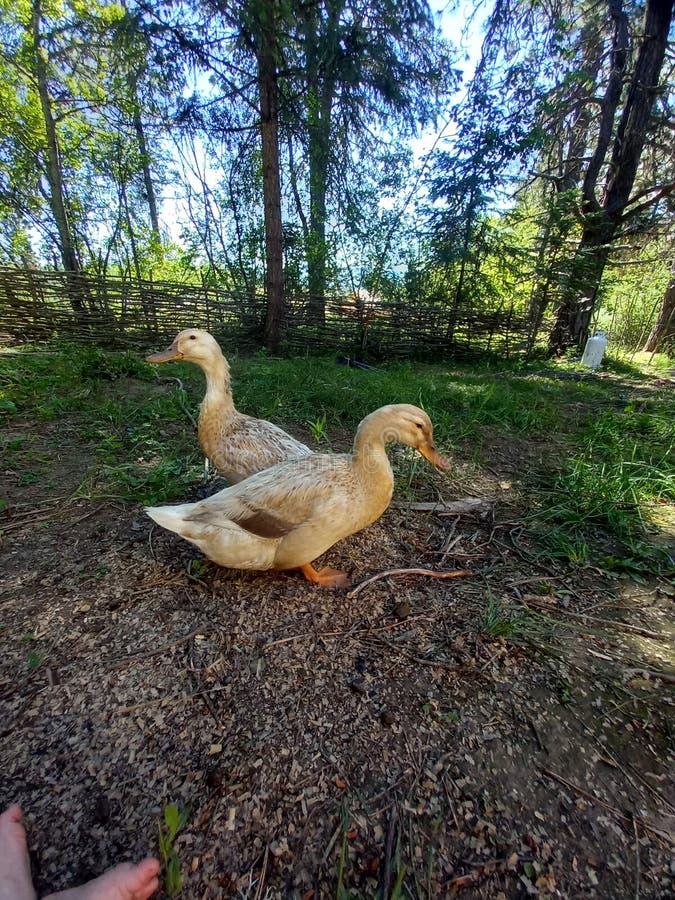 Two Ducks Foraging in the Yard Stock Image - Image of nature, yard ...