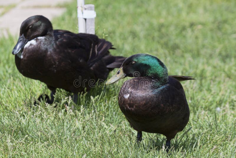 Two Ducks Gracefully Curved Neck Stock Photo - Image of bird, portrait ...