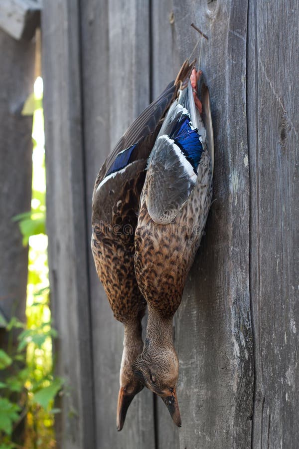 Two Ducks Hanging on the Barn Wall Stock Image - Image of season ...