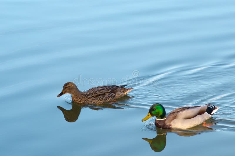 Two ducks in love stock image. Image of mallard, duck - 244081755