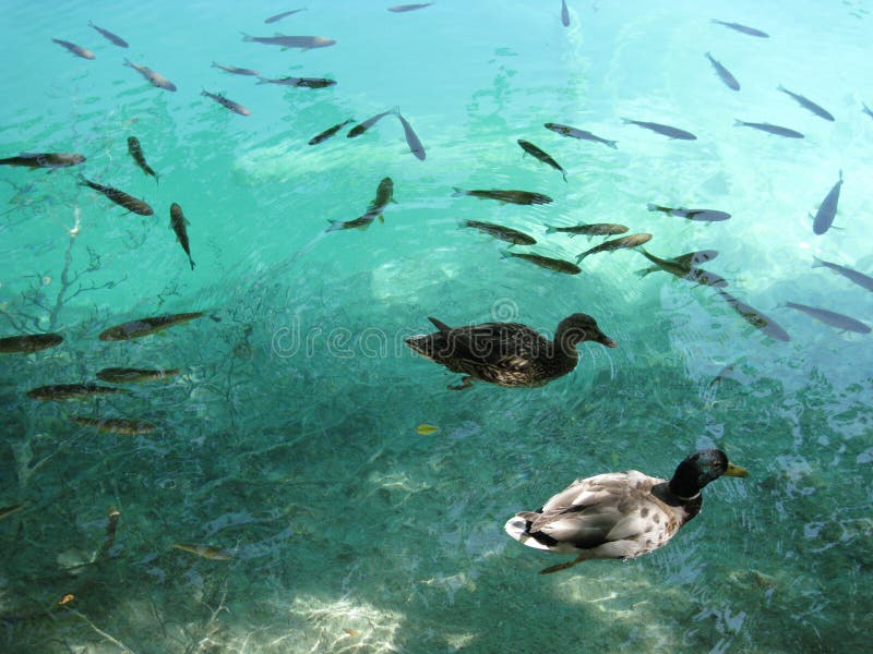 Duck And Fish Swimming Together Stock Image - Image of summer, 2013: ...