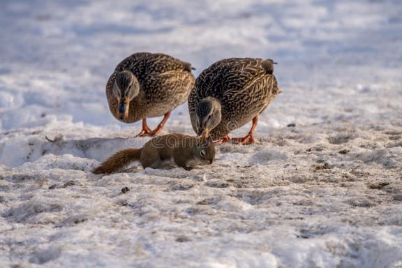 Two Ducks meet a squirrel stock photo. Image of winter - 269986444