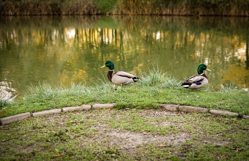 Two ducks in the park stock image. Image of ducks, birds - 296203705