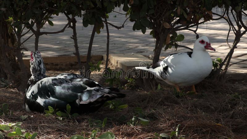 Two Ducks Peacefully Resting Under a Tree in a Serene Park. One Black ...
