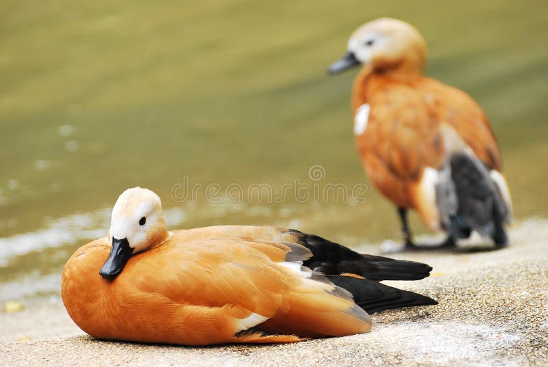 Two Ducks stock image. Image of bird, fleas, goose, h7n9 - 30900385