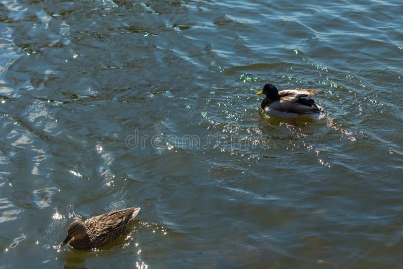 Two Ducks on Pond. Sunlight on Water. Spring Stock Image - Image of ...