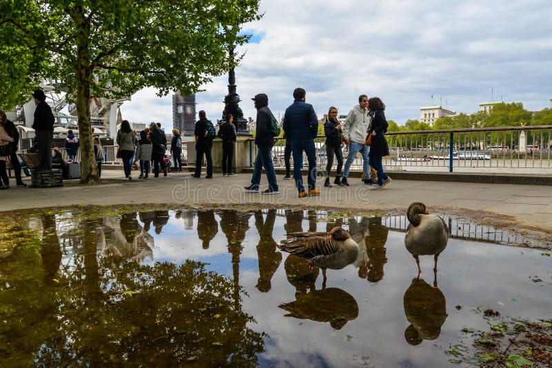 Two ducks in a puddle editorial stock image. Image of family - 147466554