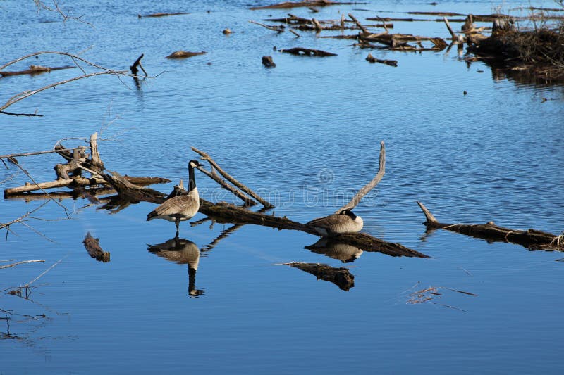 Two Ducks Sitting on Fallen Branches and Logs in the Water Stock Photo ...