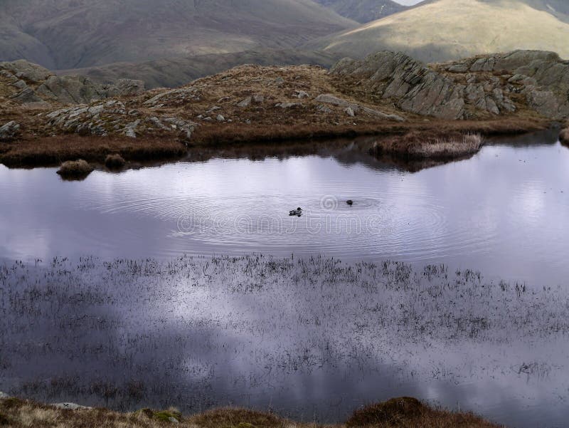 Two Ducks in Small Tarn in the Mountains Stock Photo - Image of country ...