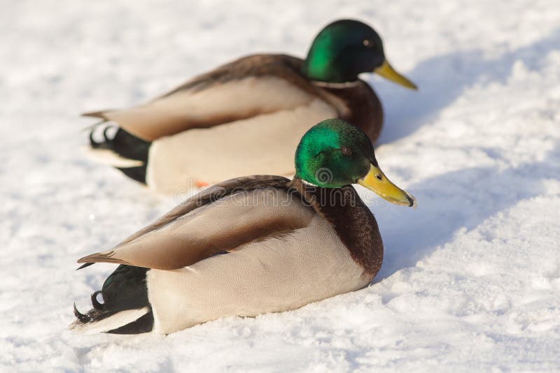 Two ducks on snow stock image. Image of closeup, mallard - 87152469