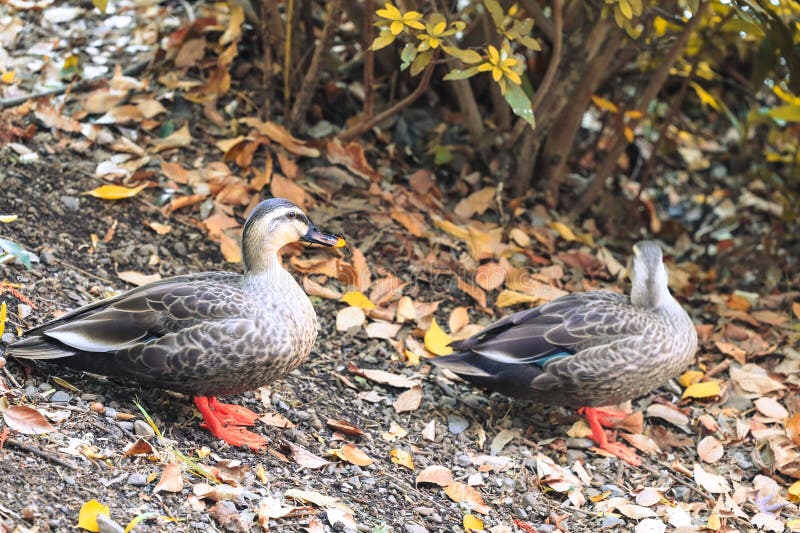 Two Ducks Standing Amidst Forest Floor Covered Stock Photo - Image of ...
