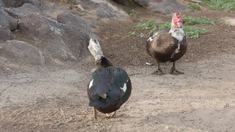 Two Ducks are Standing on a Dirt Road, One Facing Forward and the Other ...