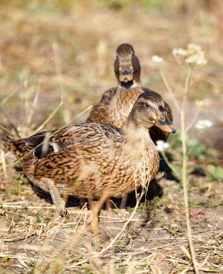 Two Ducks Standing in a Field of Grass Stock Image - Image of outdoor ...