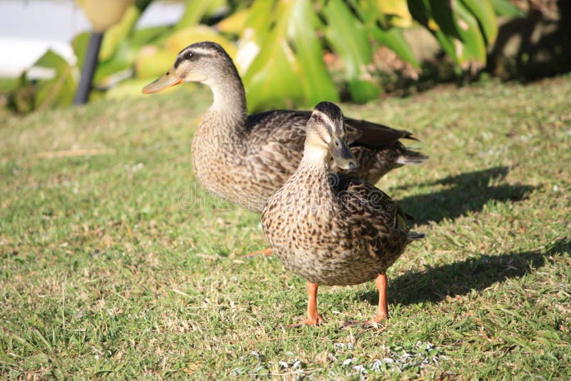 Two Ducks are Standing in the Grass and One is Looking at the Camera ...