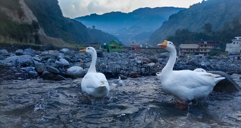 Two Ducks Standing in the Water in the Mountainous Area. White Ducks in ...