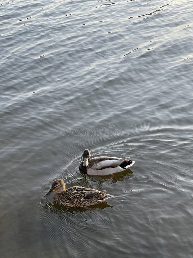 Two Ducks Swimmimg in the Water at Sunset Stock Image - Image of ...