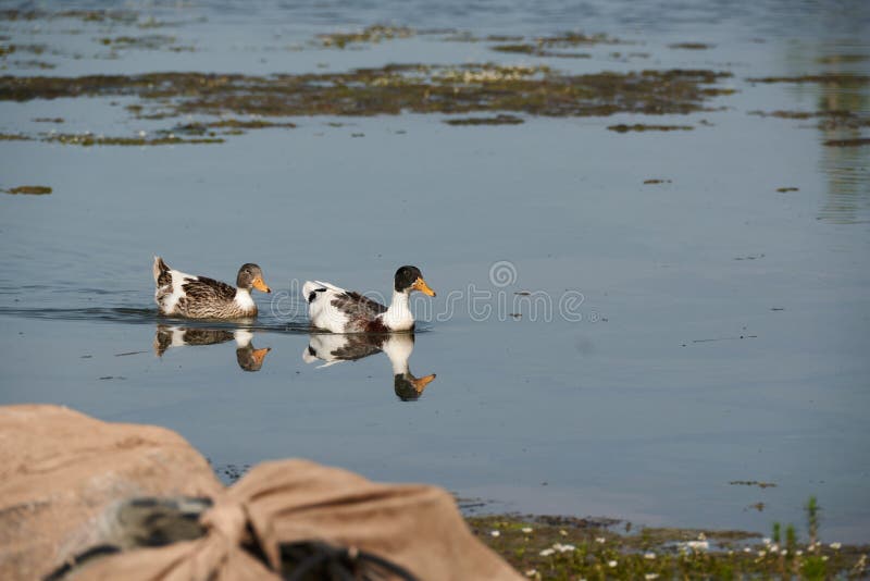 Two Ducks Swimming Together in the Stream Stock Image - Image of ...
