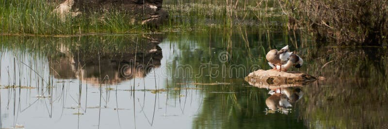 Two Ducks Swimming Together in the Stream Stock Photo - Image of pond ...