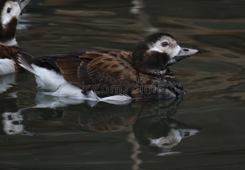 Two Ducks in the Water on Top of Each Other and Their Reflection Stock ...
