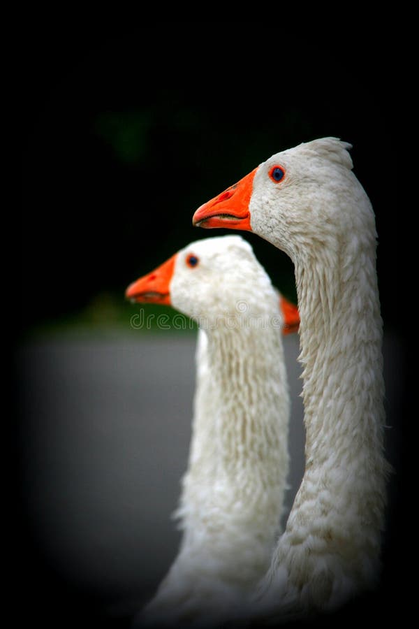 Double duck stock image. Image of white, eyes, hair, animals - 30022809