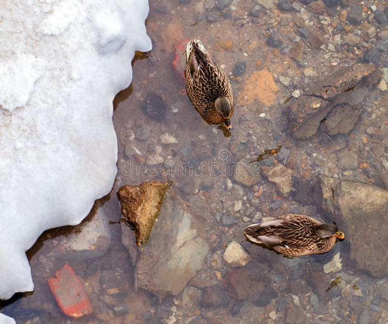 Two ducks, top view. stock photo. Image of naturally - 113209164
