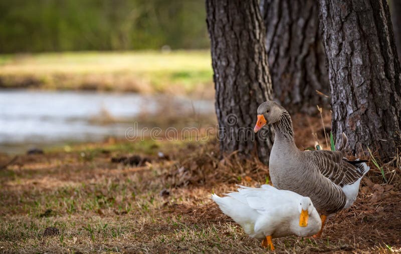 Two Ducks by a tree stock photo. Image of small, beauty - 113843500