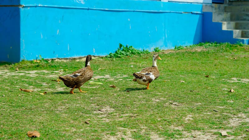 Two Ducks Walk at on Grass. Mallard Duck Drake Stock Photo - Image of ...