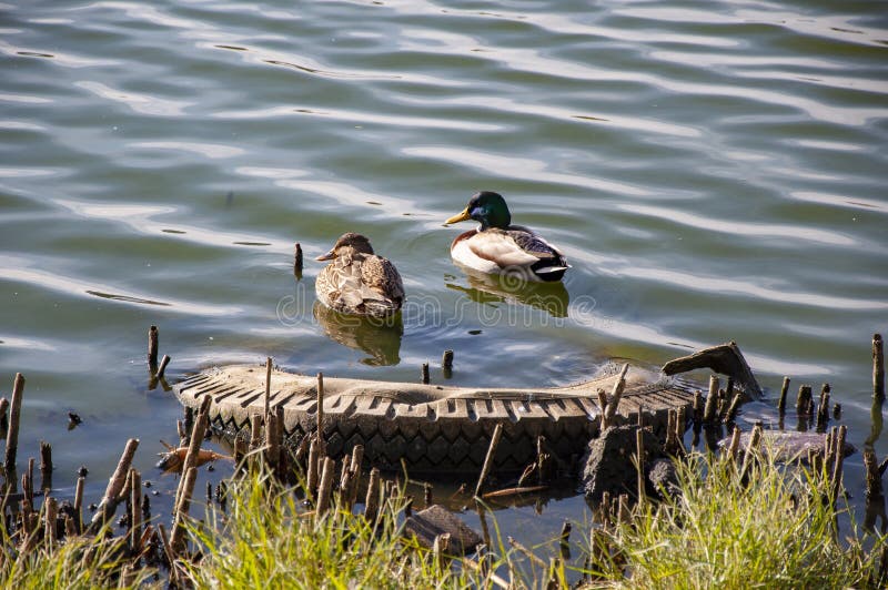 Duck drowned - failure stock image. Image of failure - 55254243
