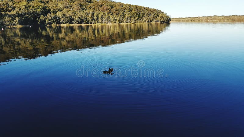 Two Ducks in the Water Ripples Stock Photo - Image of making, water ...
