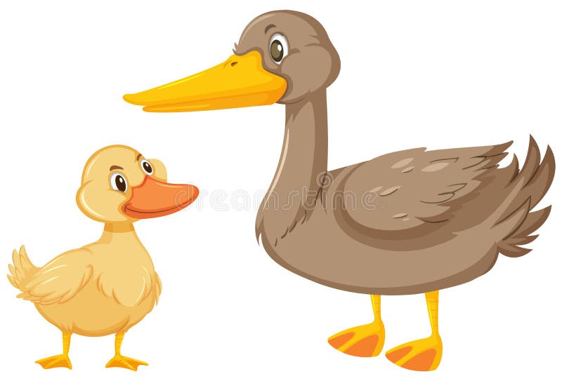 Two Ducks on White Background Stock Vector - Illustration of natural ...
