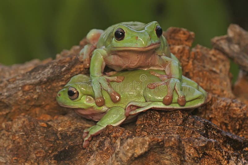 Two Dumpy Frogs are Resting on a Dry Log. Stock Photo - Image of climb ...