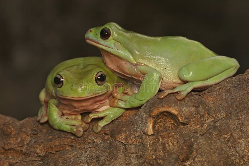 Two Dumpy Frogs are Resting on a Dry Log. Stock Photo - Image of climb ...