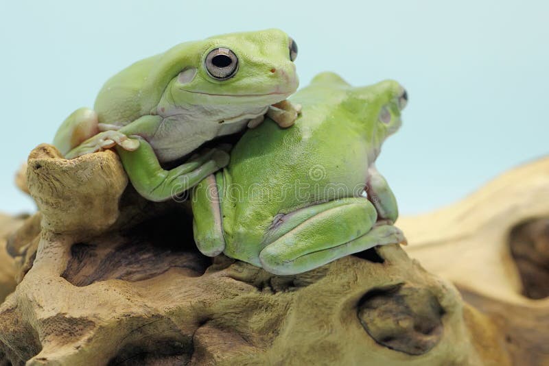 Two Frogs Log Stock Photos - Free & Royalty-Free Stock Photos from ...