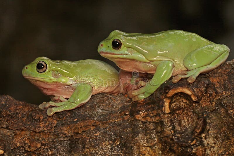 Two Dumpy Frogs are Resting on a Dry Log. Stock Image - Image of ...