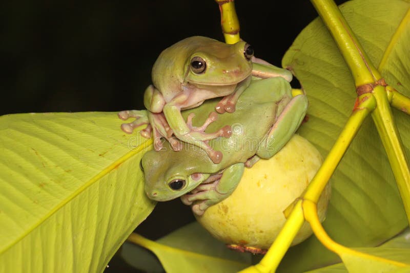 Two Dumpy Frogs Resting on a Mangosteen Tree Trunk. Stock Image - Image ...