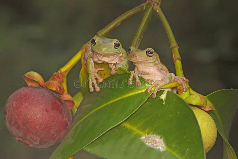 Two Dumpy Frogs Resting on a Mangosteen Tree Trunk. Stock Photo - Image ...