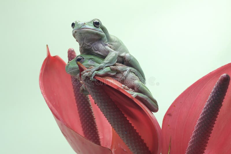 Two Dumpy Frogs Resting on a Wildflower. Stock Photo - Image of cute ...