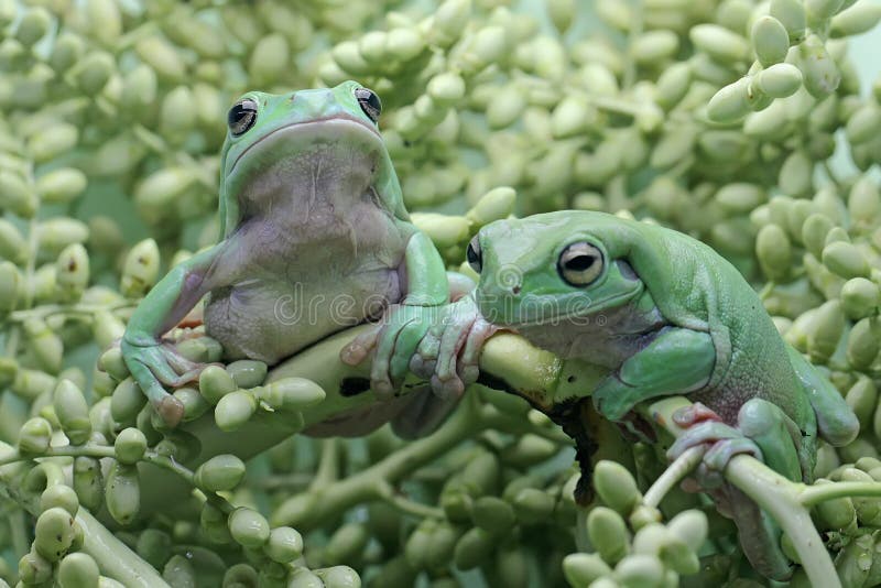 Two Dumpy Tree Frogs Resting on a Bunch of Young Palms. Stock Image ...