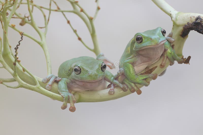 105 Bunch Frogs Stock Photos - Free & Royalty-Free Stock Photos from ...