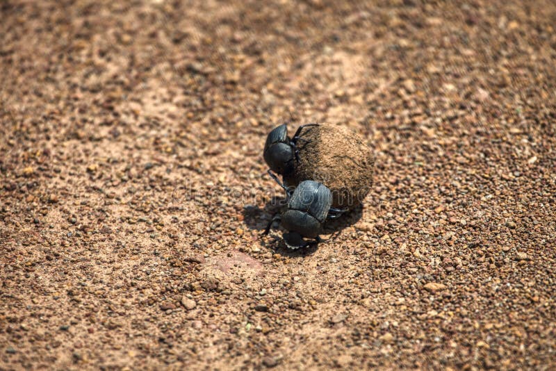 105 Elephant Feces Stock Photos - Free & Royalty-Free Stock Photos from ...