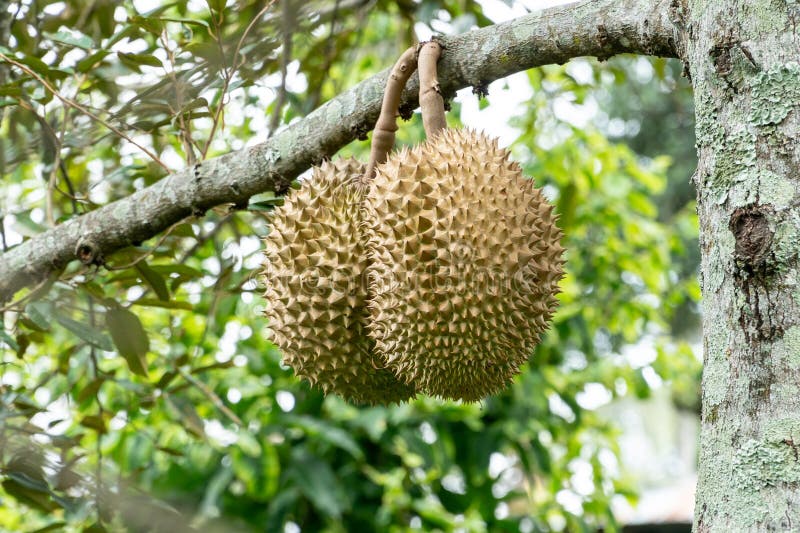 Two Durians Growing on Tree Stock Image - Image of asia, orchard: 270584759