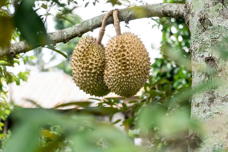 Two Durians Growing on Tree Stock Image - Image of sunlight, organic ...