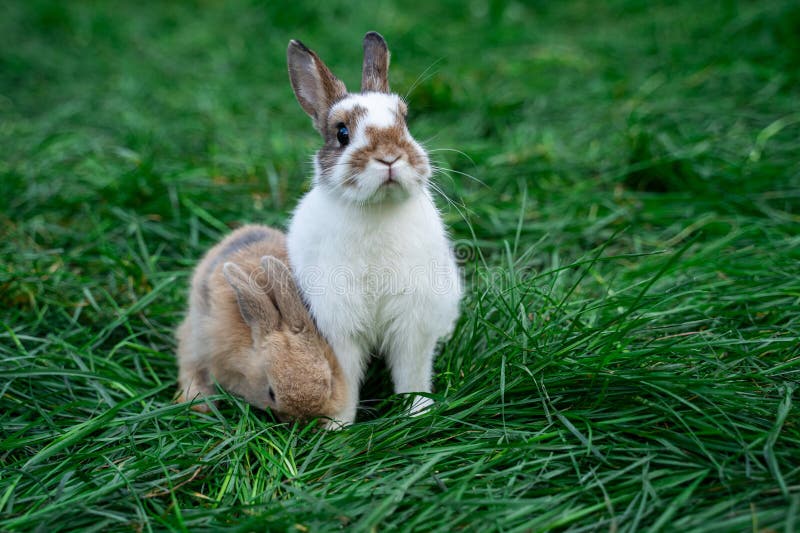 Two Dwarf Fox and White with Brown Spots Colored Rabbits Sit on a Green ...